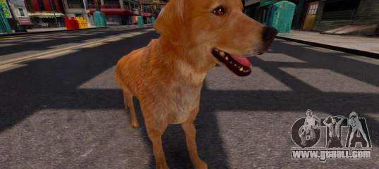 Golden Retriever for GTA 4